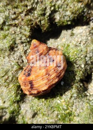 Silver Mouth Turban (Turbo argyrostomus), whole shell, and shown next ...