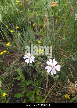 African dream root (Silene undulata) Plantae Stock Photo - Alamy