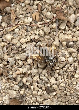 Sandhill Skipper (Polites sabuleti Stock Photo - Alamy