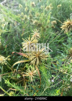Manyflower Flatsedge (Cyperus lancastriensis Stock Photo - Alamy