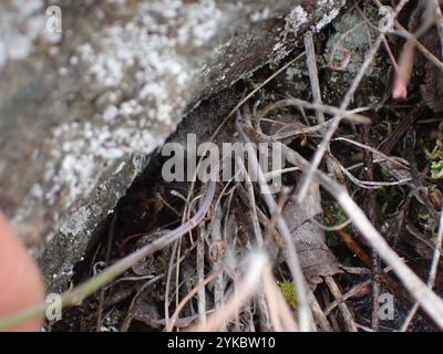 flaxleaf plainsmustard (Sisymbrium linifolium Stock Photo - Alamy