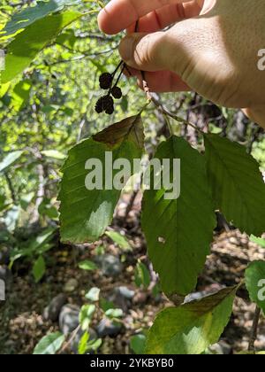 An Arizona alder,Alnus oblongifolia, in winter in Madera Canyon ...