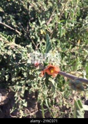 Latin globemallow (Sphaeralcea bonariensis Stock Photo - Alamy