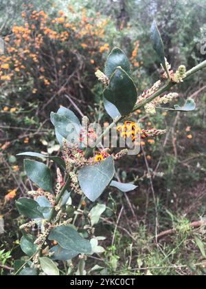 hop bitter-pea (Daviesia latifolia) Plantae Stock Photo - Alamy