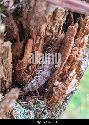 Eastern Panthea Moth (Panthea furcilla Stock Photo - Alamy