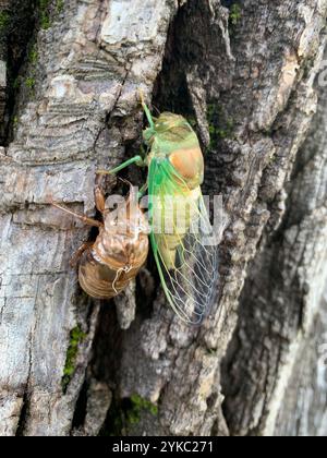 Swamp Cicada (Neotibicen tibicen Stock Photo - Alamy