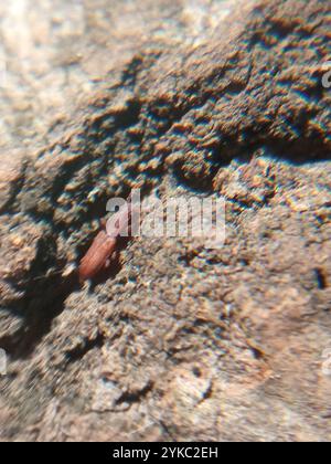 Silvanid Flat Bark Beetles (Silvanidae), Insecta, Whakarewarewa ...