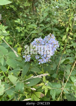 Short's aster (Symphyotrichum shortii Stock Photo - Alamy