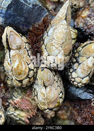 Southern Finger Limpet (Lottia austrodigitalis Stock Photo - Alamy
