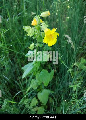 Sharp-leaved Monkey-flower (Erythranthe decora Stock Photo - Alamy