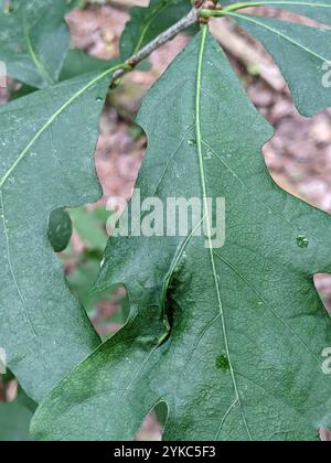 Gall Midges (Cecidomyiinae Stock Photo - Alamy