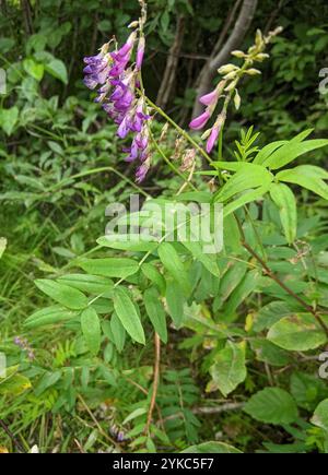 Alpine Sweet-vetch (Hedysarum alpinum Stock Photo - Alamy