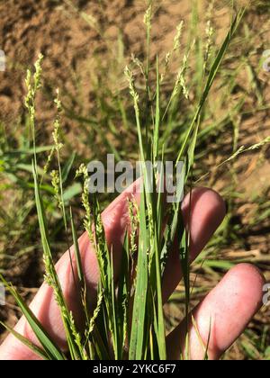 Gaping Panicgrass (Steinchisma hians Stock Photo - Alamy