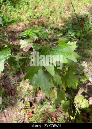 pale Indian plantain (Arnoglossum atriplicifolium Stock Photo - Alamy