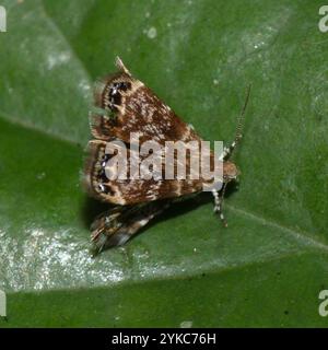 Peacock Moths (Brenthia Stock Photo - Alamy