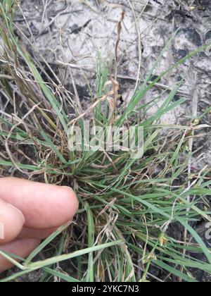 Tumblegrass (Muhlenbergia paniculata Stock Photo - Alamy
