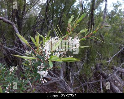 Spike Beard-heath (Leucopogon australis Stock Photo - Alamy