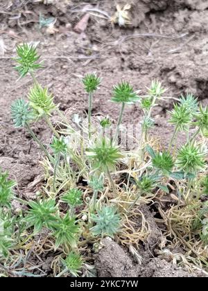 Curveseed Butterwort (Ceratocephala testiculata Stock Photo - Alamy