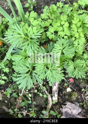 Field Parsley Piert (Alchemilla arvensis) Plantae Stock Photo - Alamy