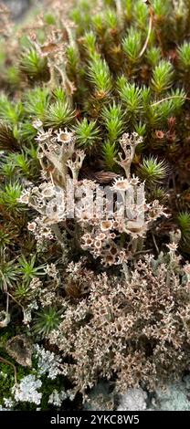 Ladder Lichen (Cladonia verticillata Stock Photo - Alamy