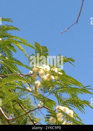Red Angico (Anadenanthera colubrina Stock Photo - Alamy