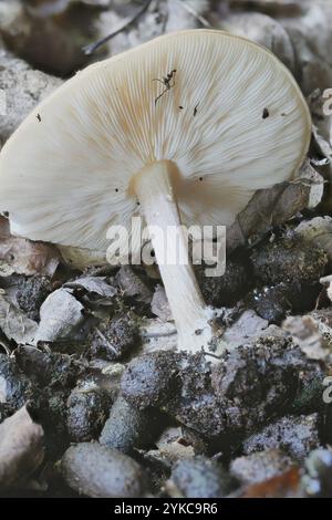 spring cavalier (Melanoleuca cognata Stock Photo - Alamy