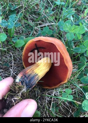 Red-mouth Bolete (Neoboletus subvelutipes Stock Photo - Alamy