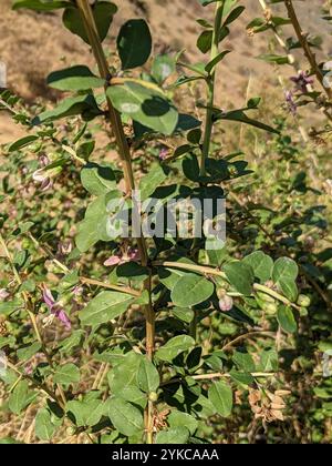 Chinese teaplant (Lycium chinense Stock Photo - Alamy