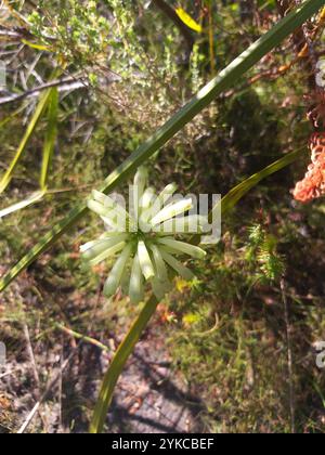 Bottle Green Heath (Erica sessiliflora Stock Photo - Alamy