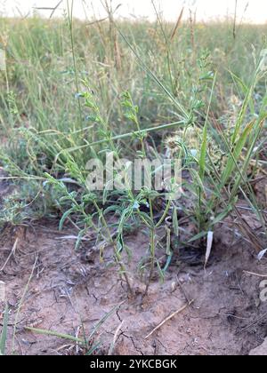 Mintweed (Salvia reflexa Stock Photo - Alamy