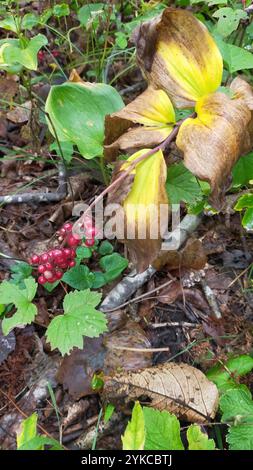 Japanese Mayflower (Maianthemum japonicum Stock Photo - Alamy