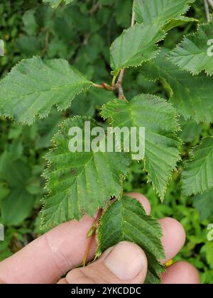 Sitka Alder (Alnus alnobetula sinuata Stock Photo - Alamy