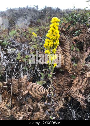 velvety goldenrod (Solidago velutina Stock Photo - Alamy