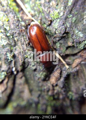 Pole Borer (Neandra brunnea Stock Photo - Alamy