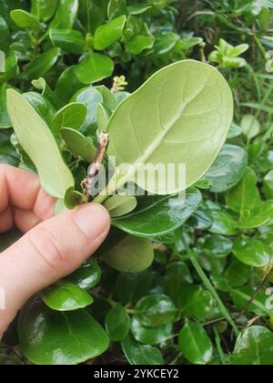 Taupata (Coprosma repens Stock Photo - Alamy