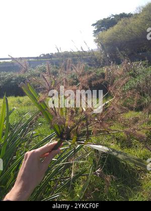 Fig Sedge (Cyperus dives Stock Photo - Alamy