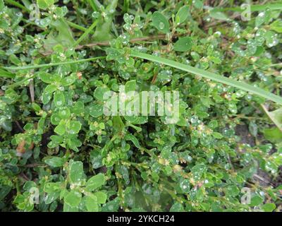 Common Knotgrass Complex (Polygonum aviculare Stock Photo - Alamy