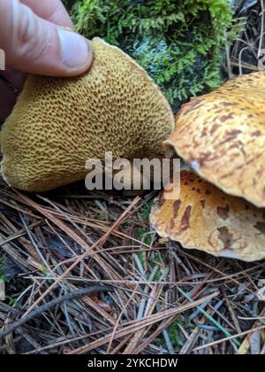 Western Painted Suillus (Suillus lakei Stock Photo - Alamy