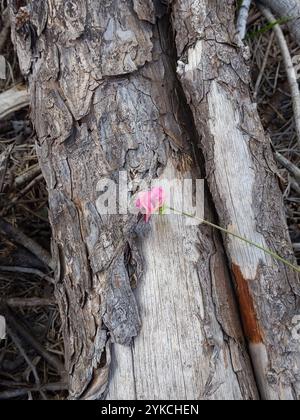 perennial wooly bean (Strophostyles umbellata) Plantae Stock Photo - Alamy