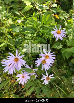 bog aster (Oclemena nemoralis Stock Photo - Alamy