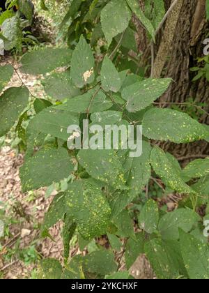 Hackberry Blister Gall Psyllid (Pachypsylla celtidisvesicula Stock ...