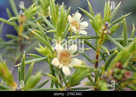 Namaqua Bitterbuchu (Diosma acmaeophylla Stock Photo - Alamy