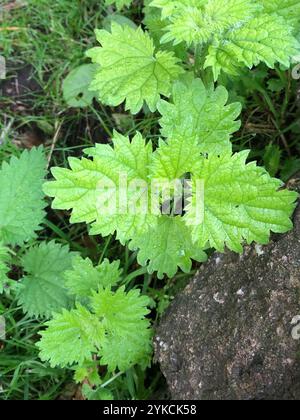 Dwarf Nettle (Urtica urens Stock Photo - Alamy
