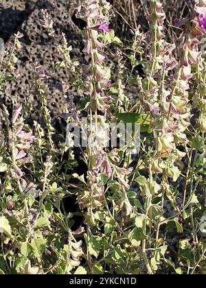 Rock Sage (Salvia pinguifolia Stock Photo - Alamy