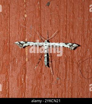 Geranium Plume Moth (Amblyptilia pica Stock Photo - Alamy