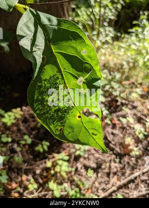 Tube-tailed Thrips (Phlaeothripidae Stock Photo - Alamy