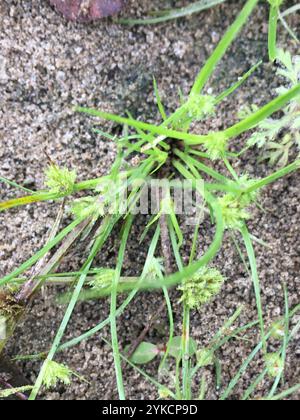 Bearded Flatsedge (Cyperus squarrosus Stock Photo - Alamy