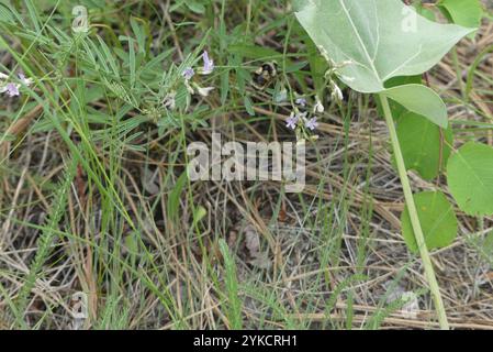 Nearctic Bumble Bee (Bombus vancouverensis nearcticus Stock Photo - Alamy
