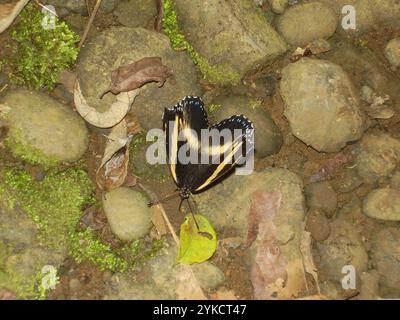 (Hypolimnas salmacis thomensis Stock Photo - Alamy