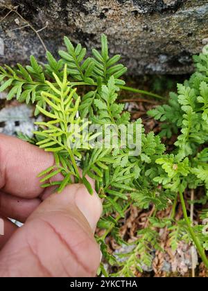 American parsley fern (Cryptogramma acrostichoides Stock Photo - Alamy